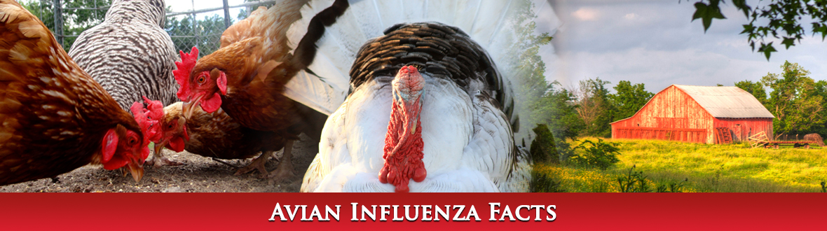 MDA Avian Influenza Fact Page